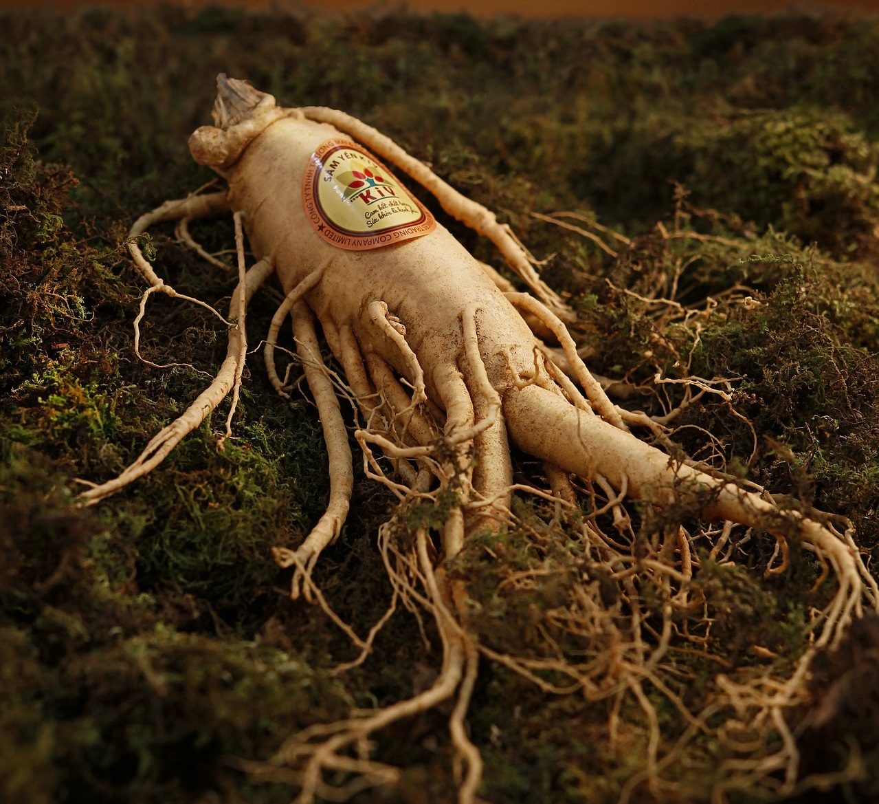 Korean Ginseng, Alzheimer’s and Parkinson’s Disease - Buesing Naturopathic