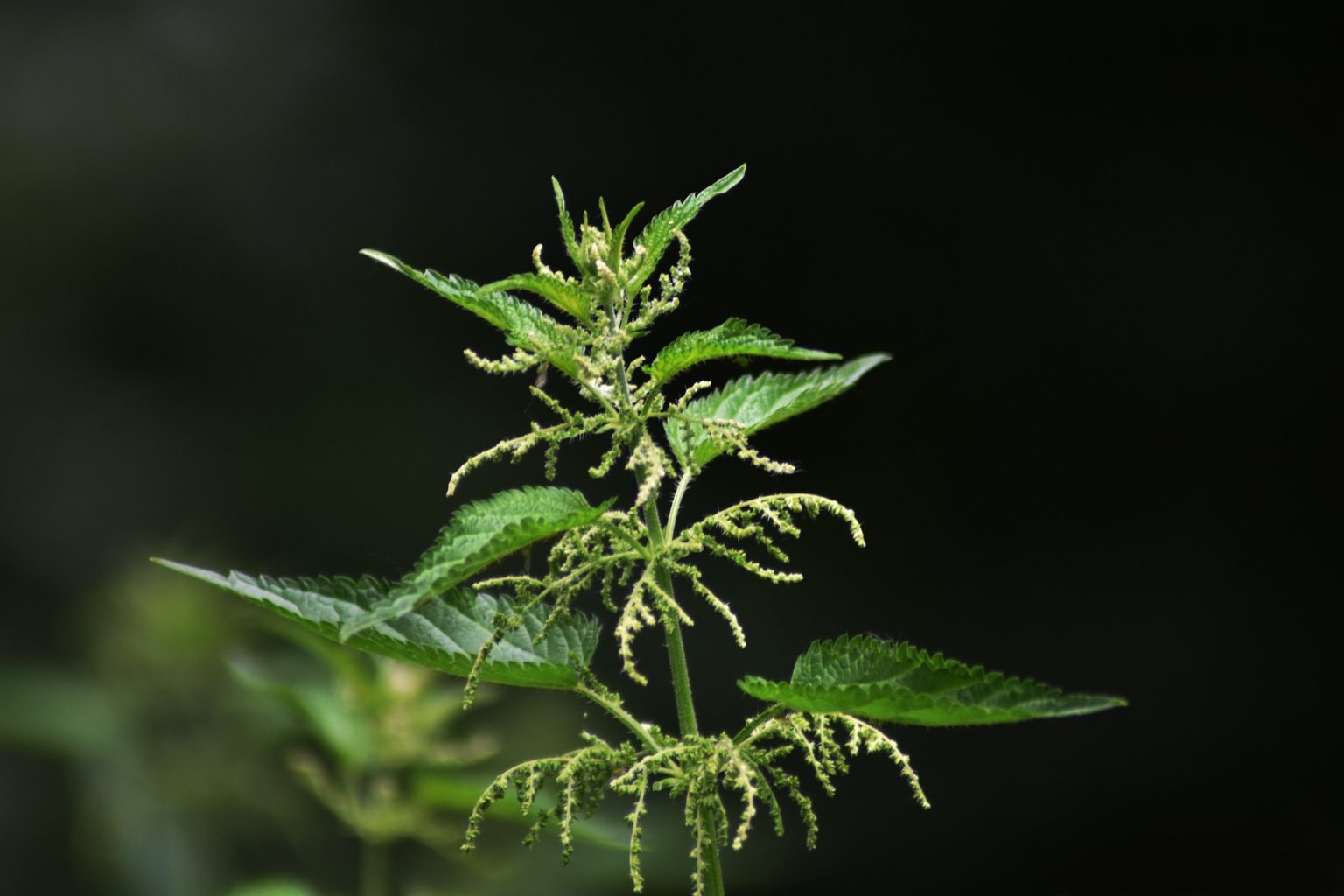 The Potential Health Benefits of Stinging Nettles - Buesing Naturopathic